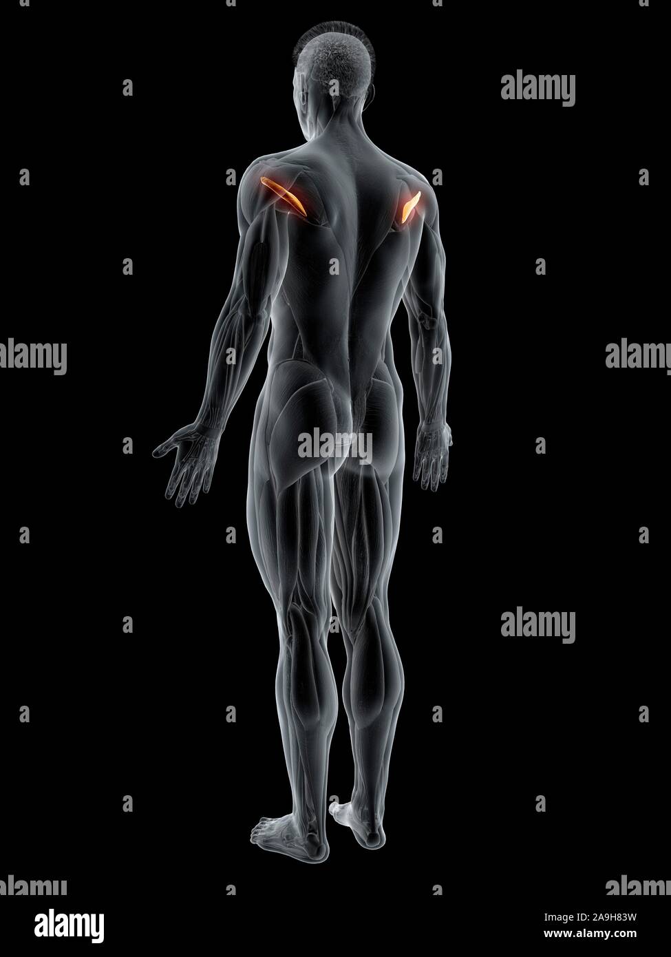 Teres minor muscle, illustration Stock Photo - Alamy