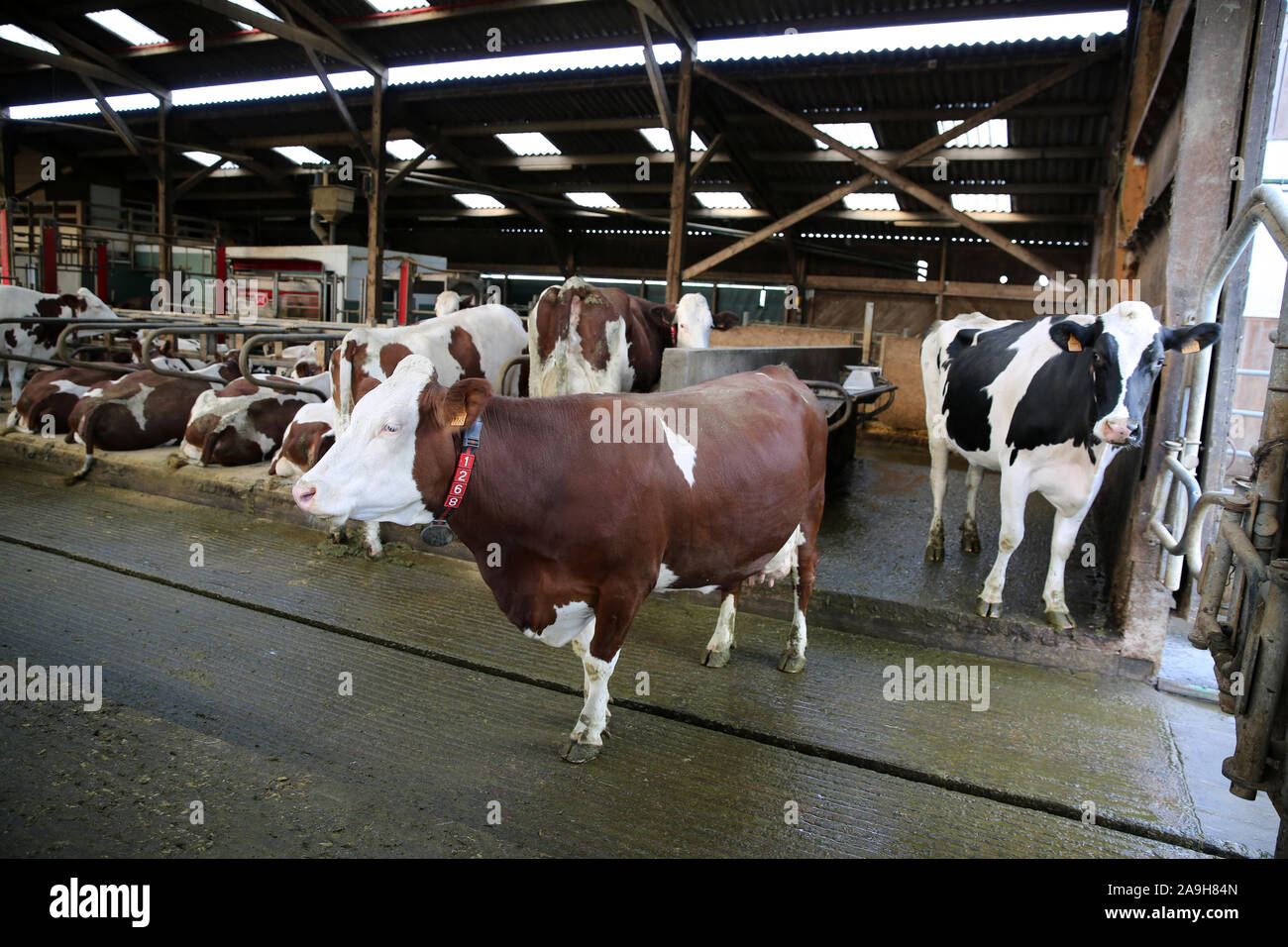 Dairy farm farms farming hi-res stock photography and images - Alamy