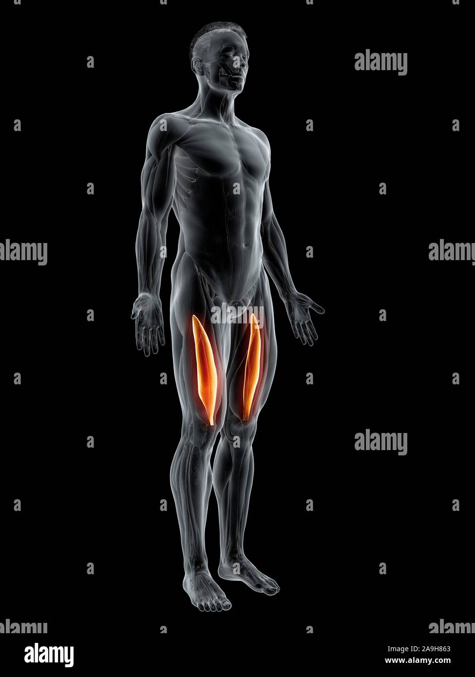 Vastus intermedius muscle, illustration Stock Photo - Alamy