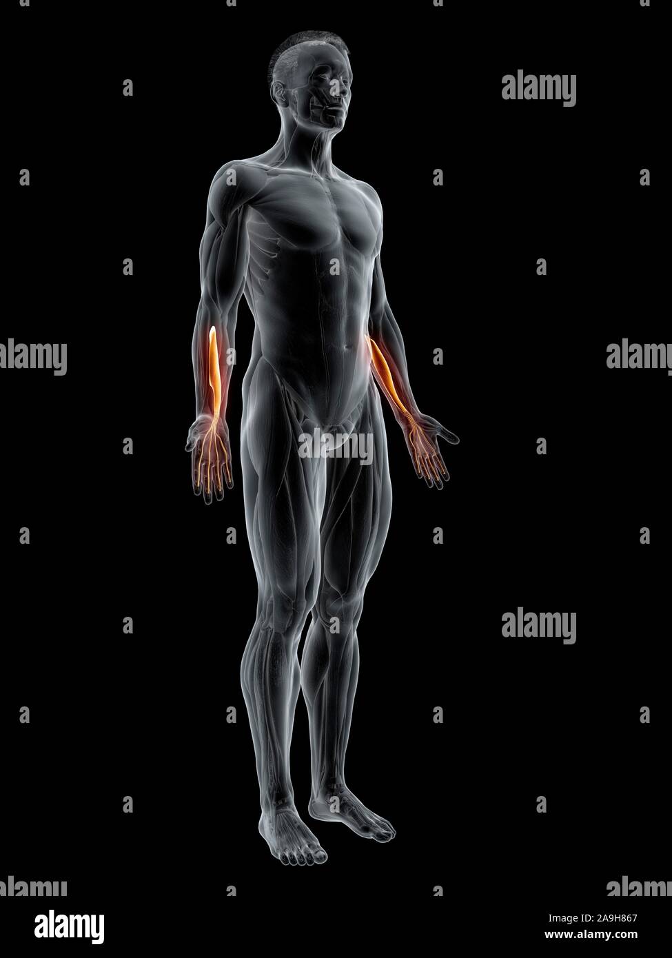 Flexor digitorum profundus muscle, illustration Stock Photo - Alamy