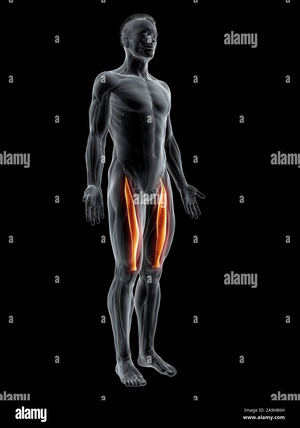 Rectus femoris muscle, illustration Stock Photo - Alamy