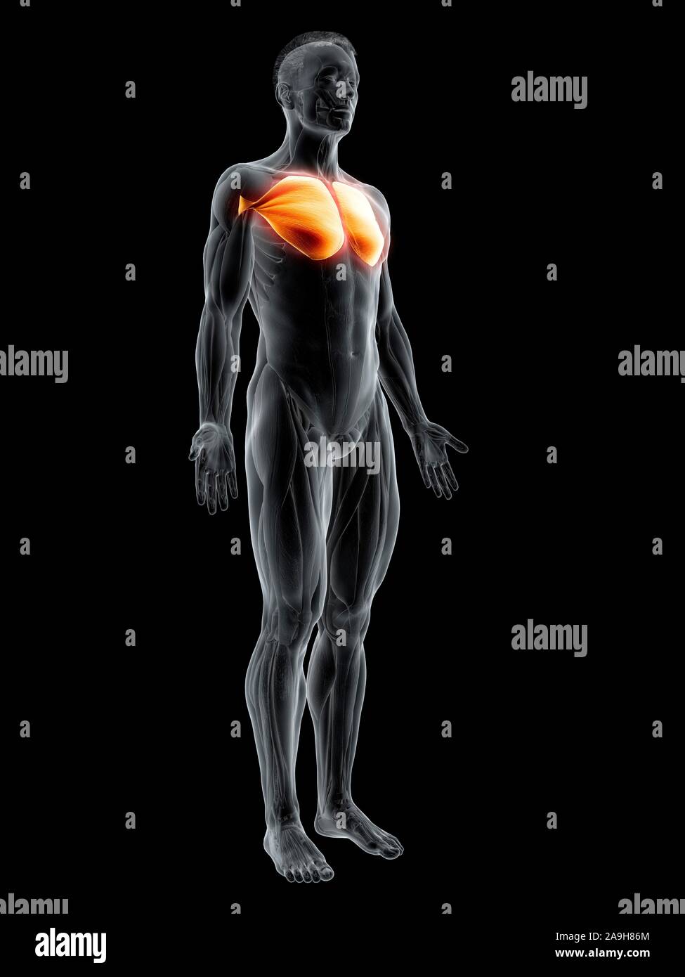 Pectoralis major muscle, illustration Stock Photo - Alamy