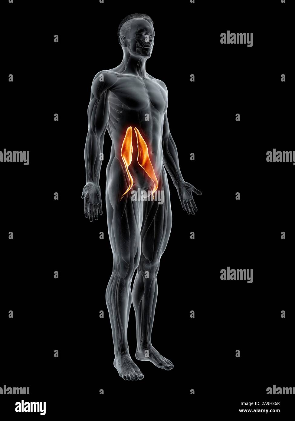 Psoas major muscle, illustration Stock Photo - Alamy