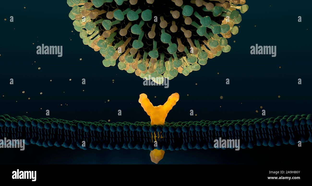 Influenza virus and receptor, illustration Stock Photo - Alamy