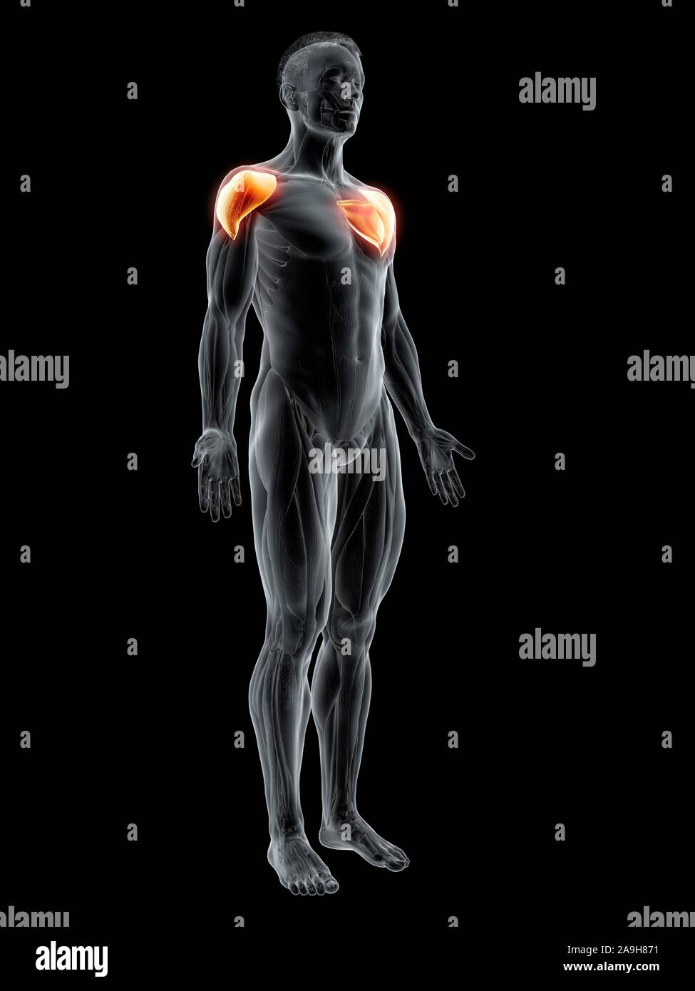Deltoid muscle, illustration Stock Photo - Alamy
