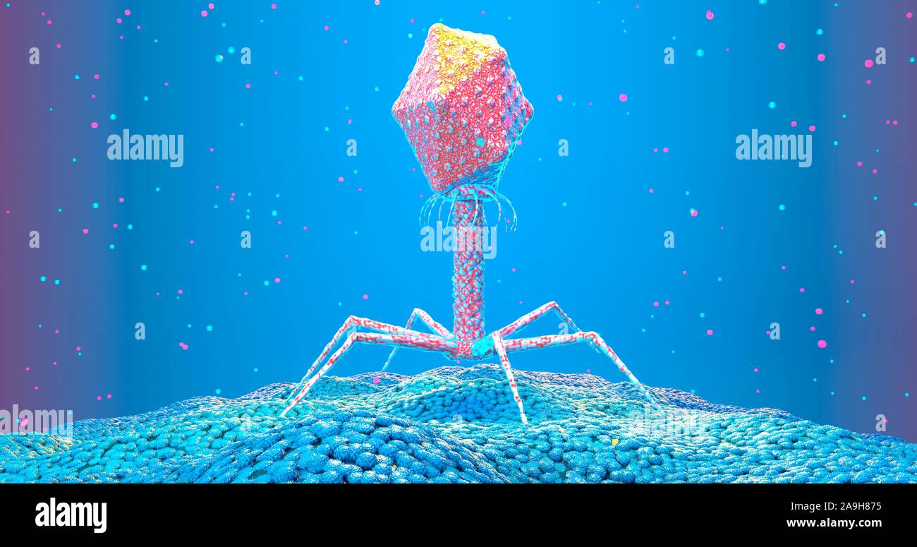 Bacteriophage on bacterium, illustration Stock Photo - Alamy