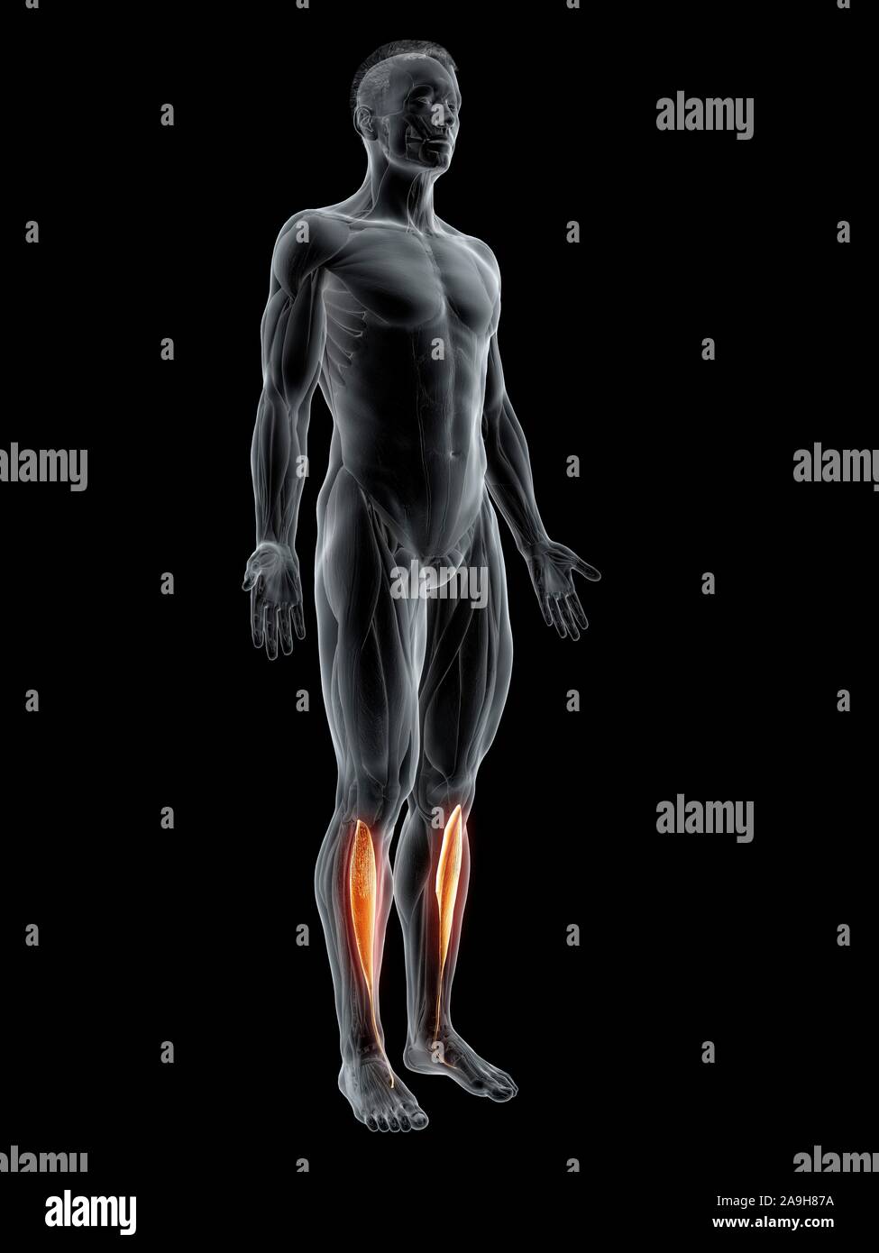 Tibialis anterior muscle, illustration Stock Photo - Alamy