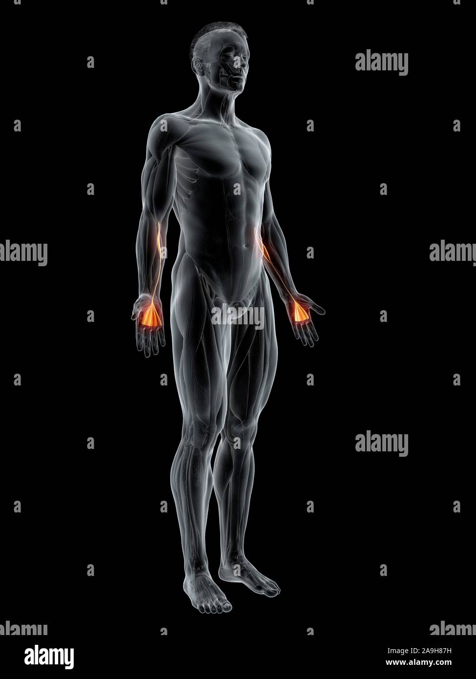Palmaris longus muscle, illustration Stock Photo - Alamy