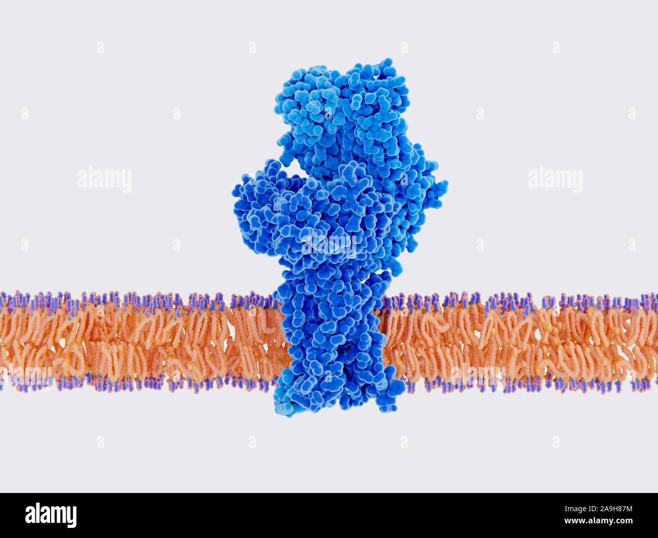 T cell receptor, illustration Stock Photo - Alamy