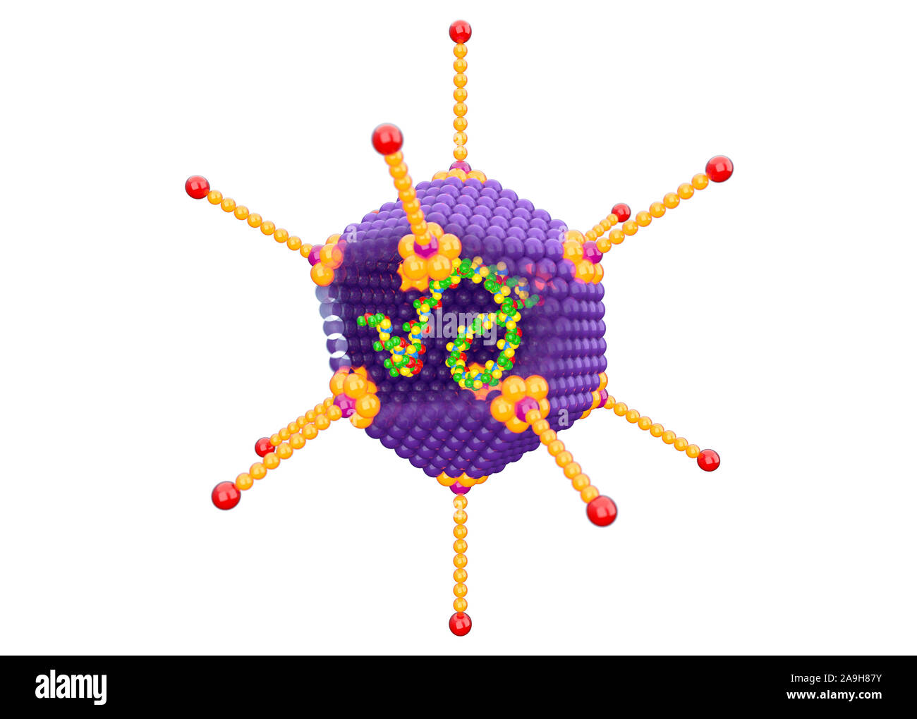 Adenovirus structure, illustration Stock Photo - Alamy