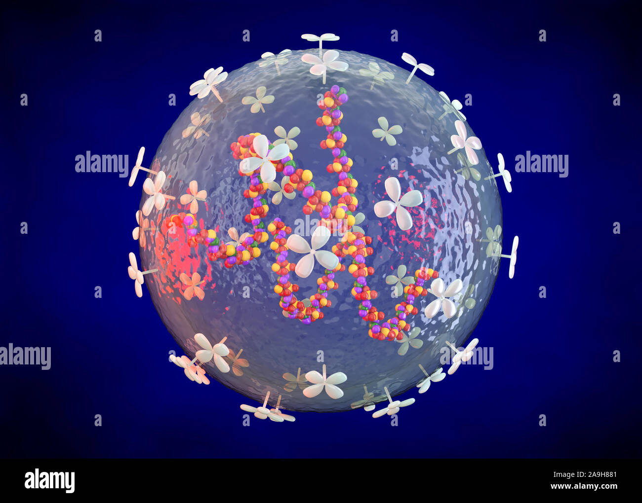 Arenavirus structure, illustration Stock Photo - Alamy