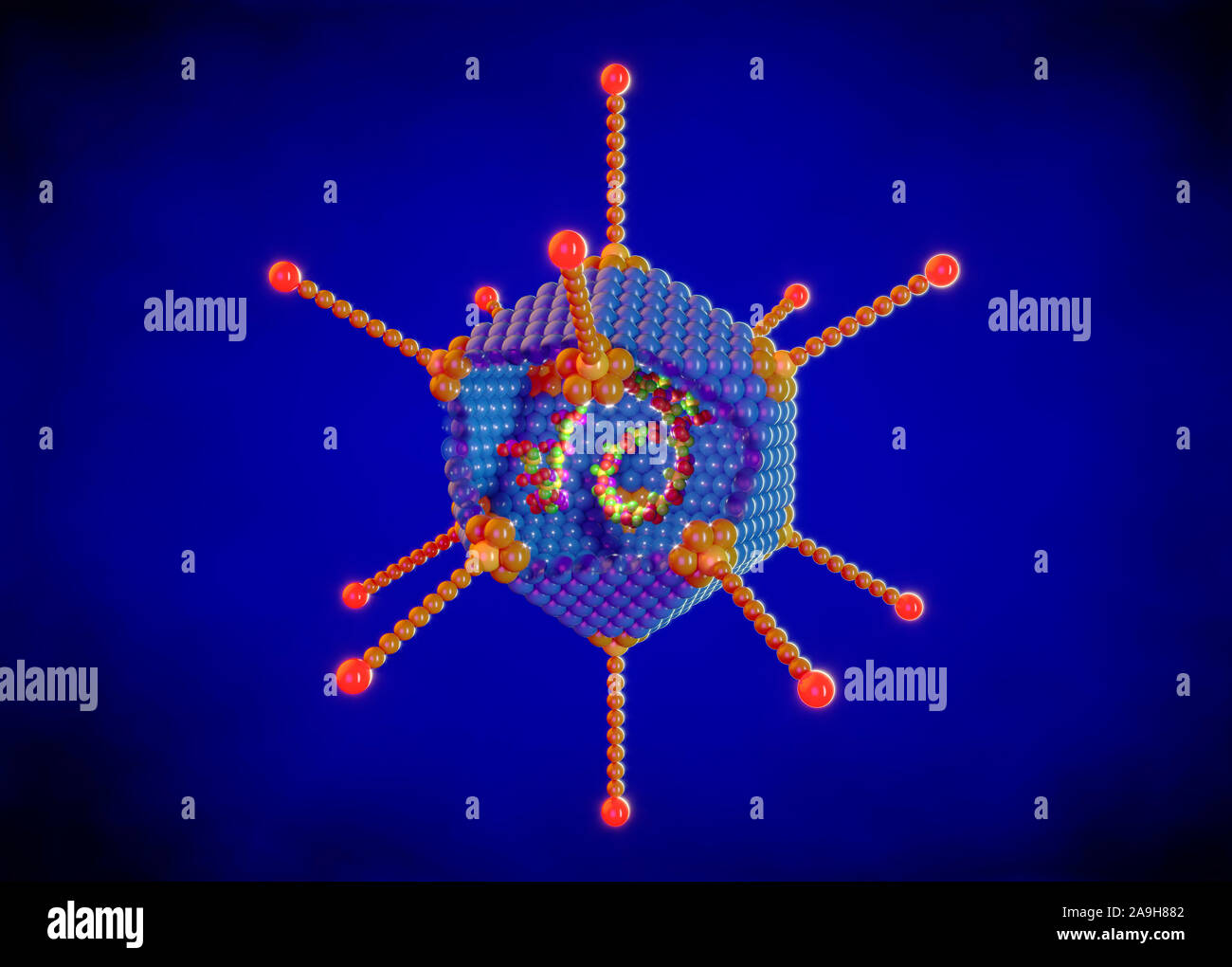 Adenovirus structure, illustration Stock Photo - Alamy