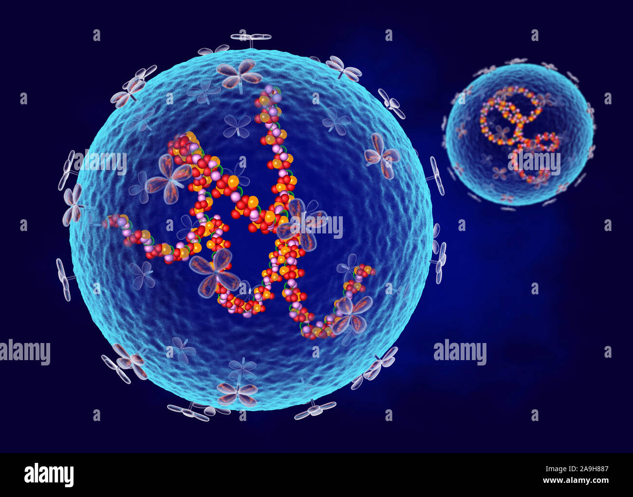 Arenavirus structure, illustration Stock Photo - Alamy