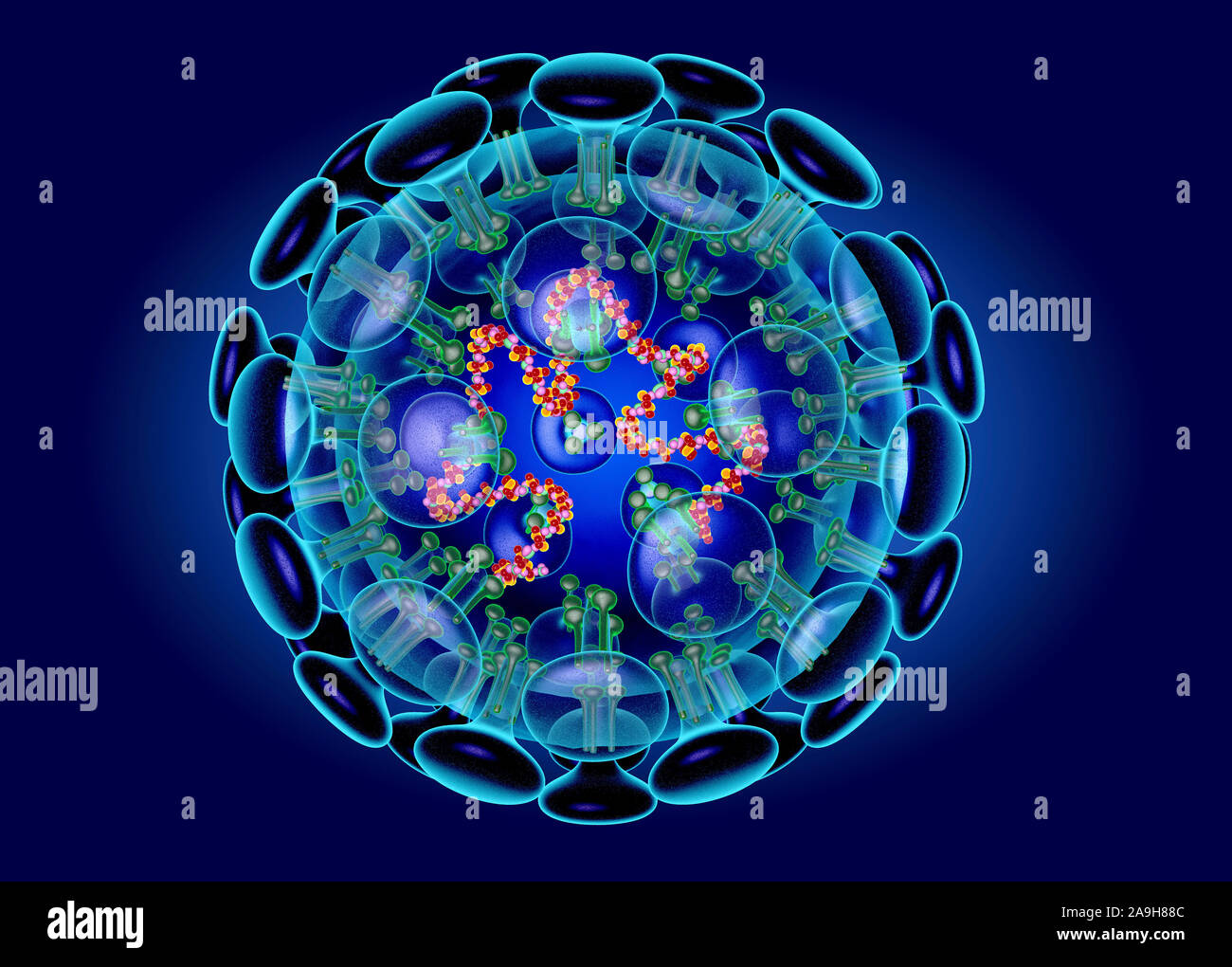 Coronavirus structure, illustration Stock Photo - Alamy