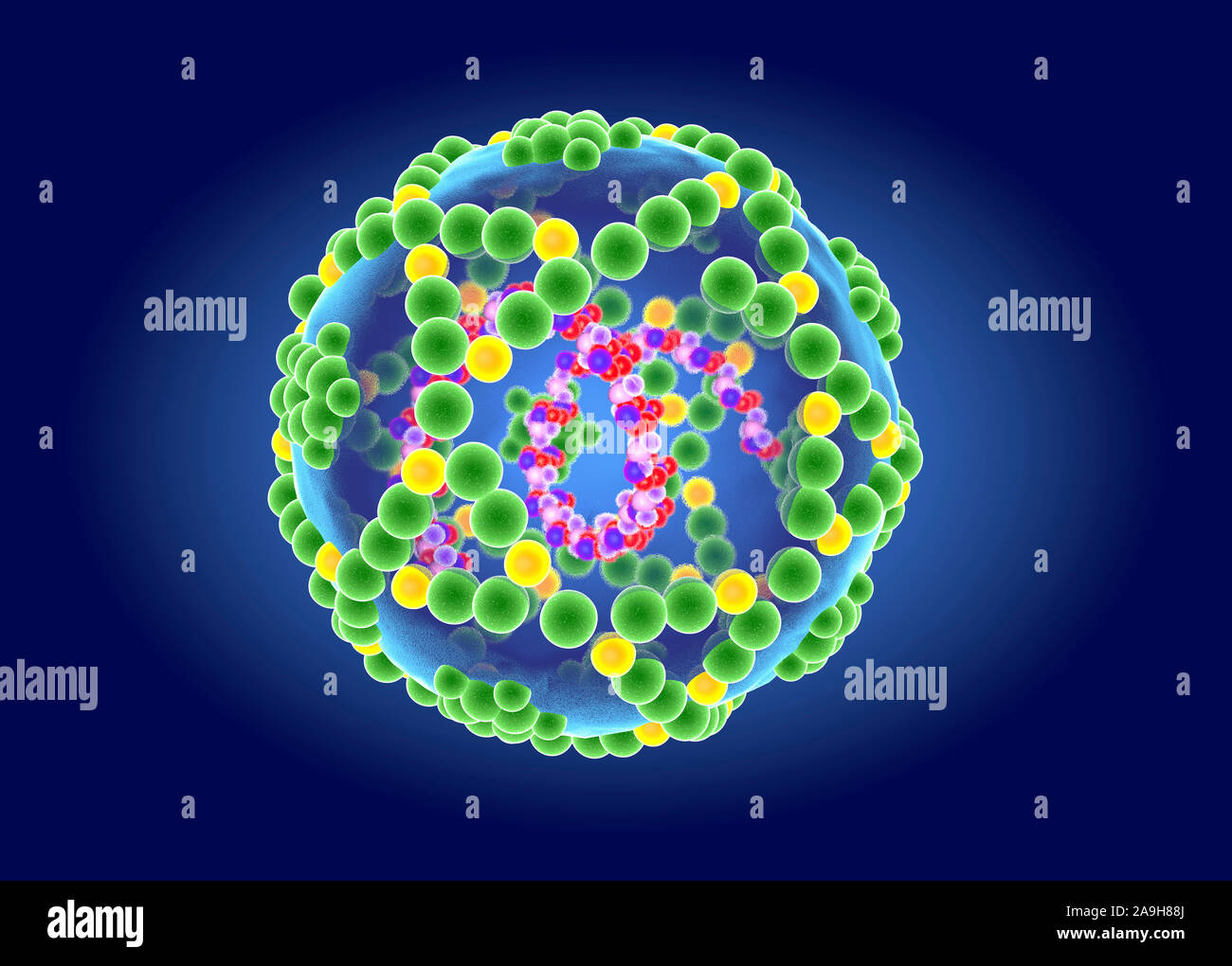 Enterovirus structure, illustration Stock Photo - Alamy