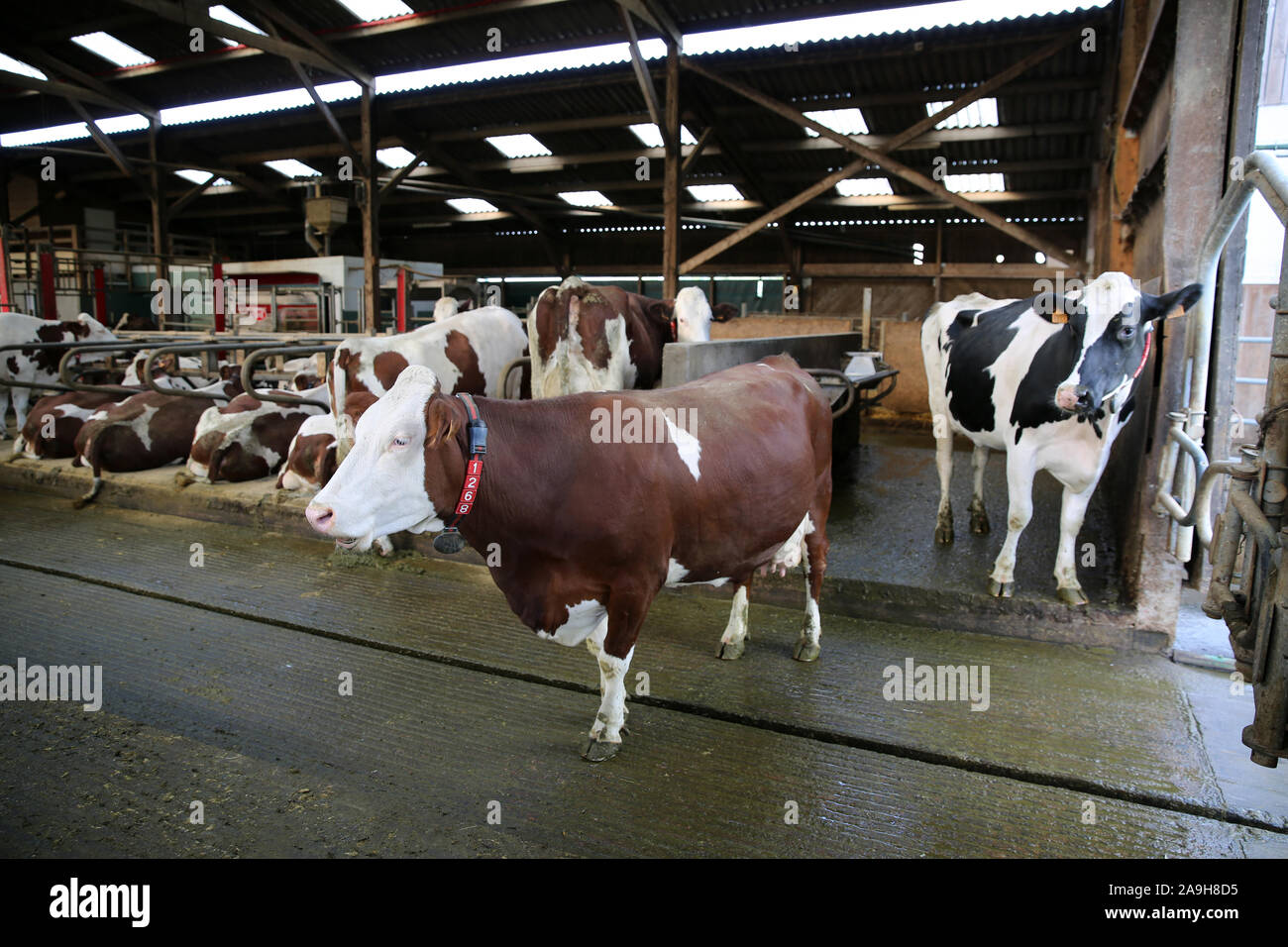 Dairy farm farms farming hi-res stock photography and images - Alamy