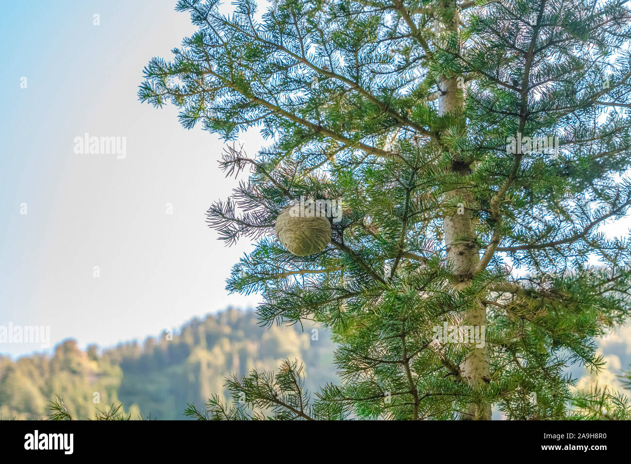 Round pine tree hi-res stock photography and images - Alamy