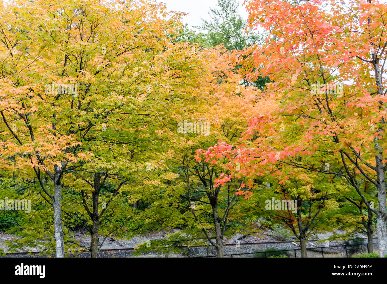 Trees are bursting with autumn colors at Gene Coulon Park in Renton, Washington Stock Photo - Alamy
