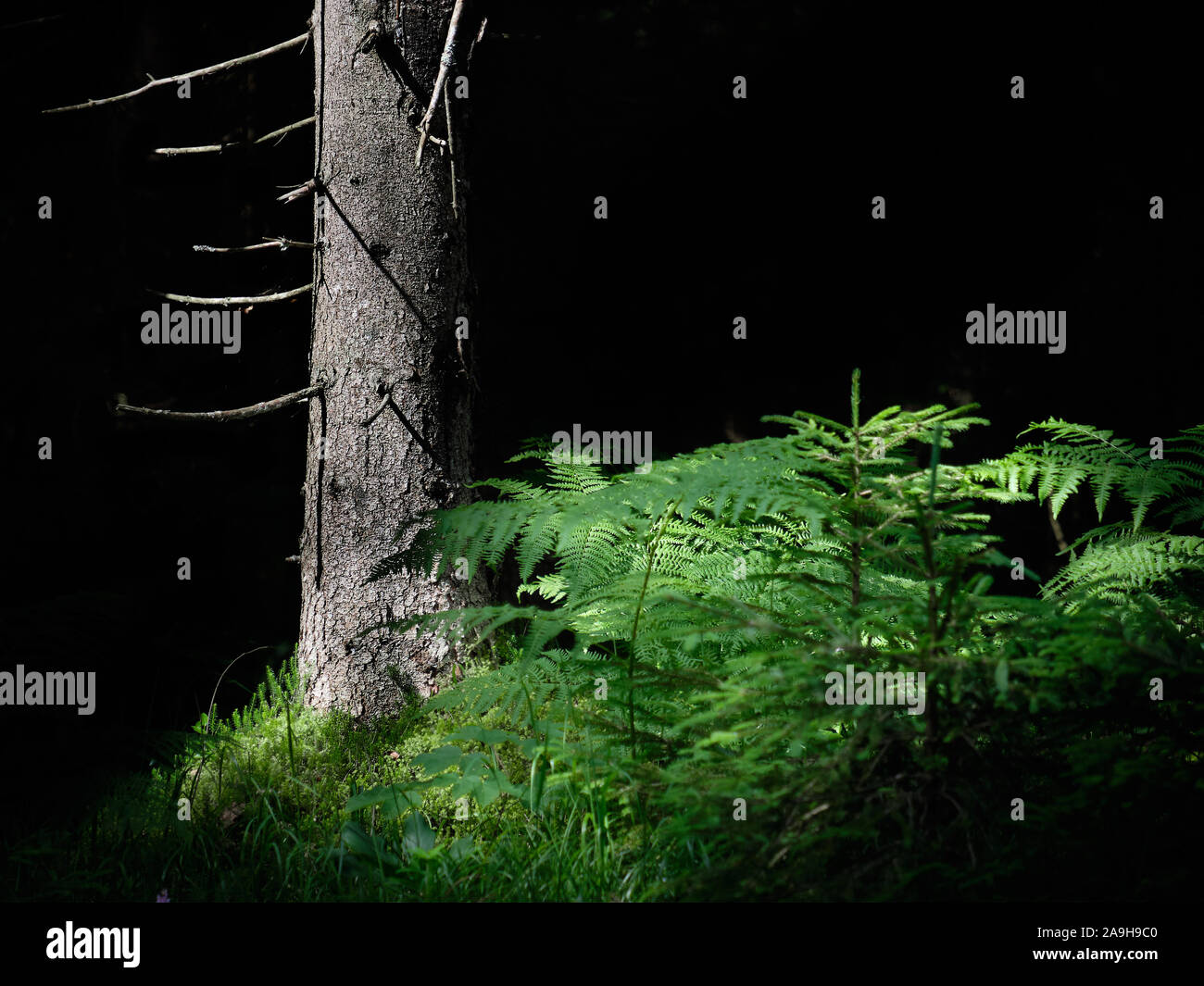 Tree in shade Stock Photo - Alamy