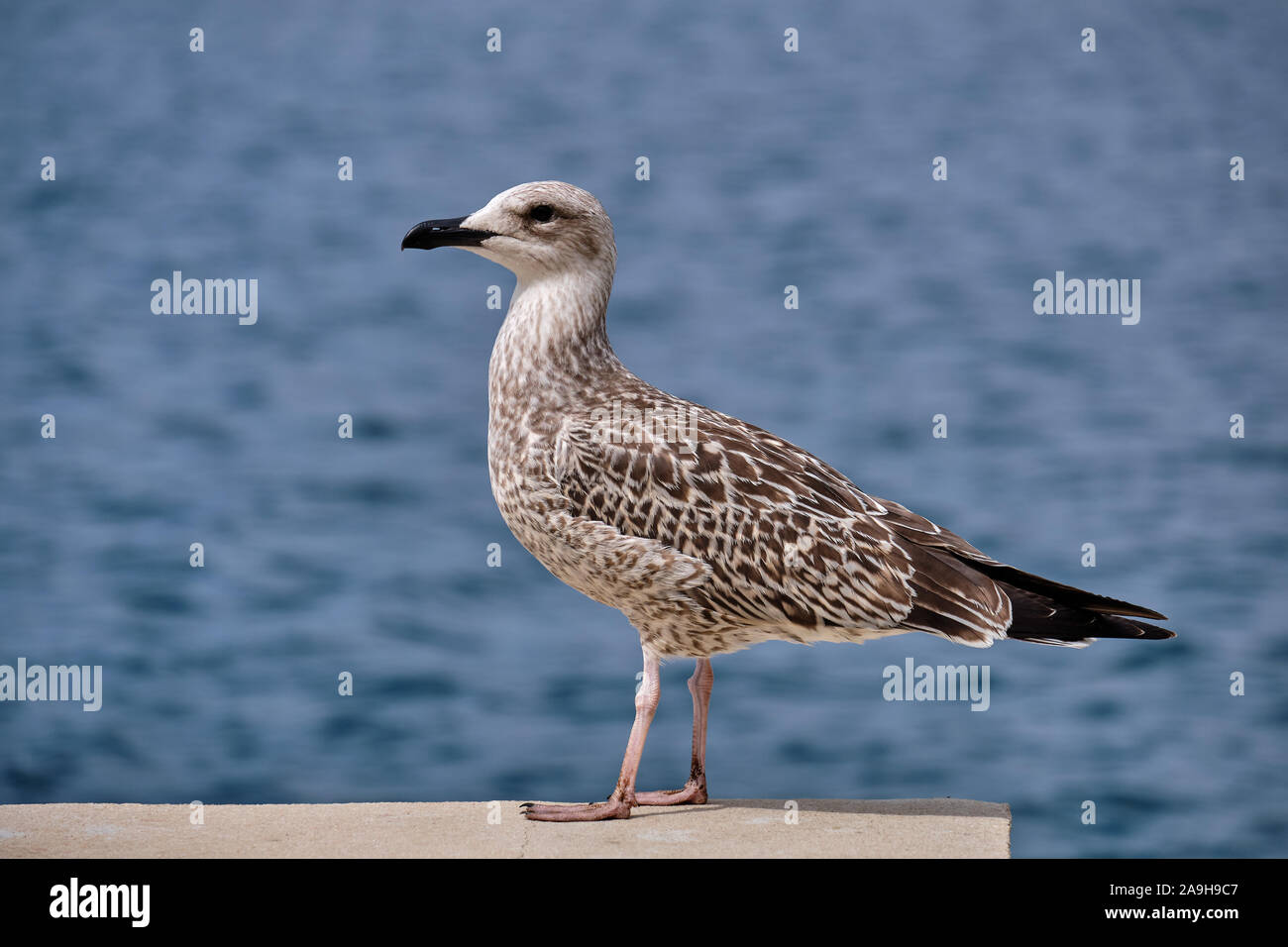 Young seagull on beach Stock Photo - Alamy