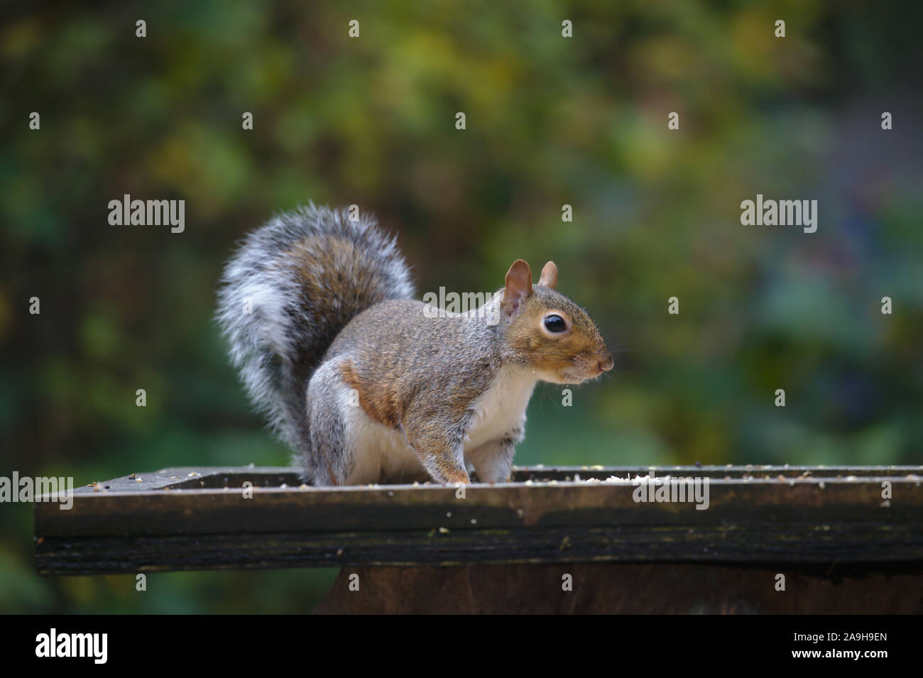 Adult Grey Squirrel Sciurus carolinensis on bird table in back garden ...