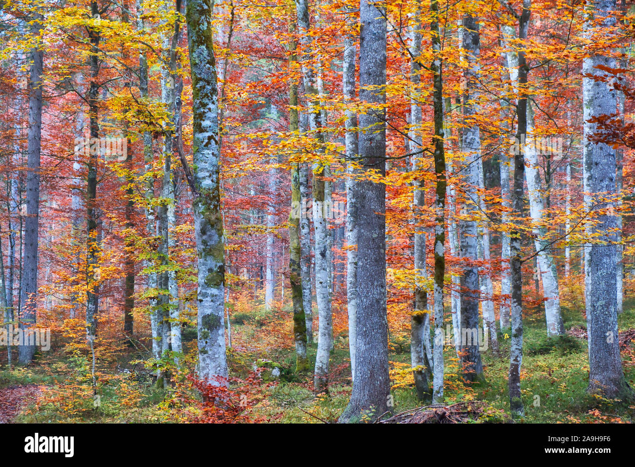 Autumn desktop wallpaper hi-res stock photography and images - Alamy