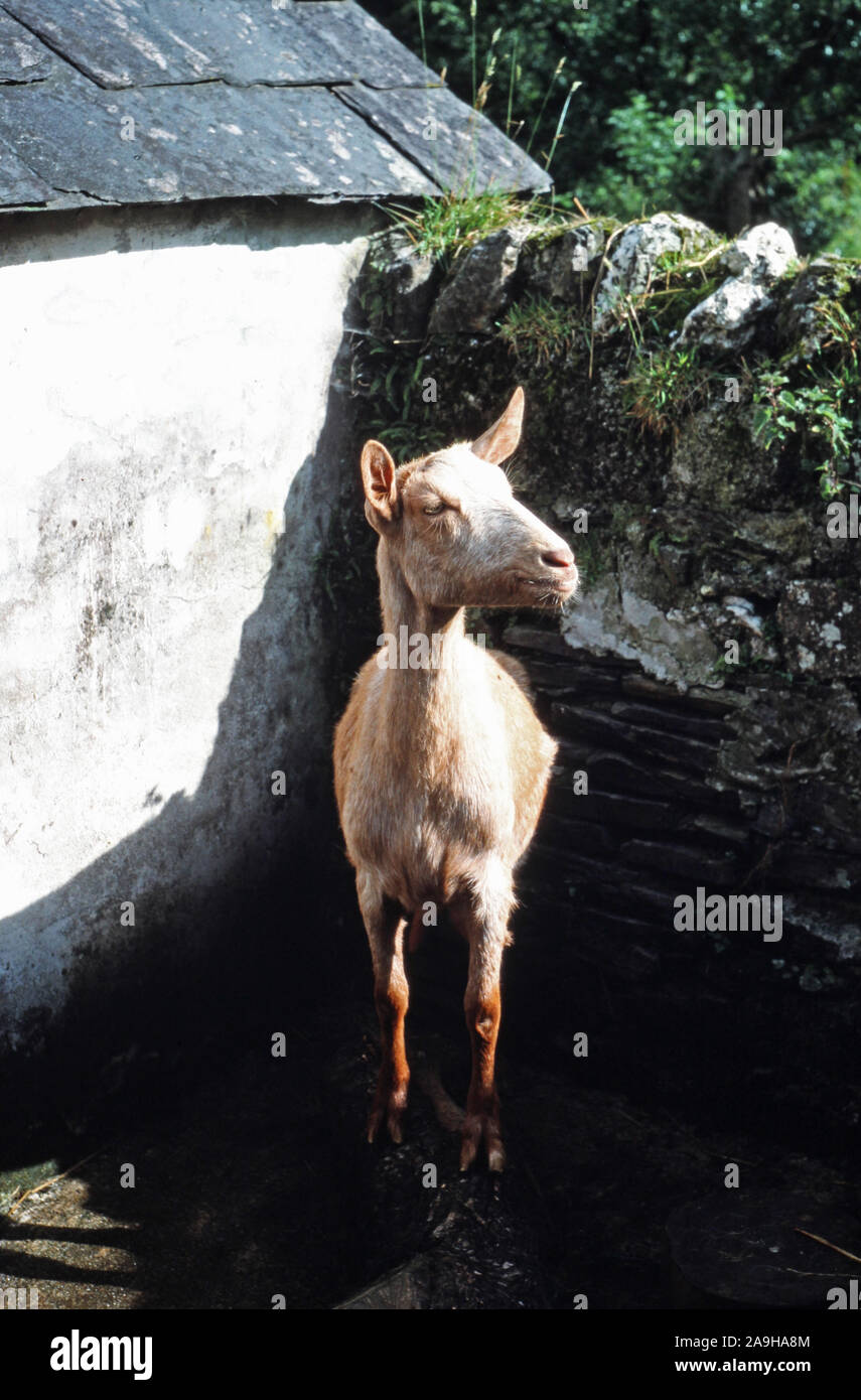 Golden Goat High Resolution Stock Photography and Images - Alamy