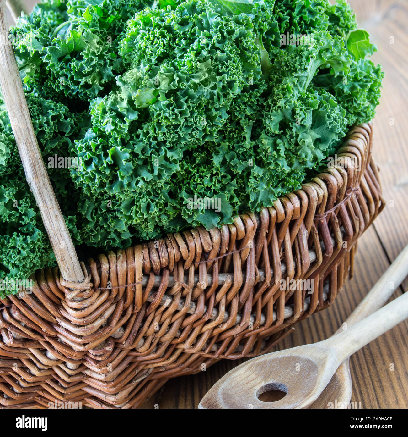 Kale - green cabbage Stock Photo - Alamy