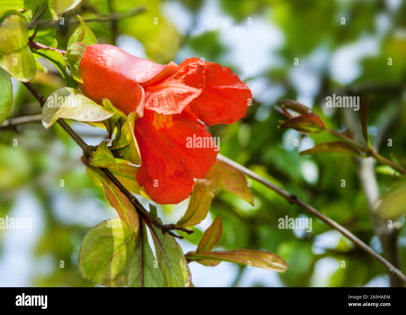 Pomegranate bush hi-res stock photography and images - Alamy