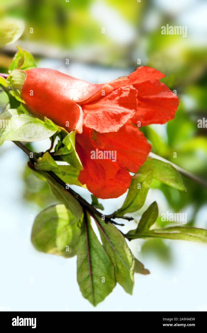 Pomegranate tree with flowers hi-res stock photography and images - Alamy