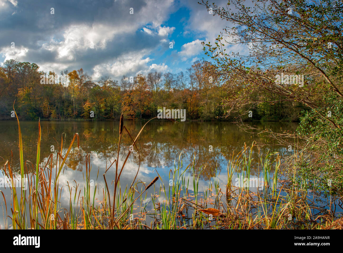 Reed mace minima hi-res stock photography and images - Alamy