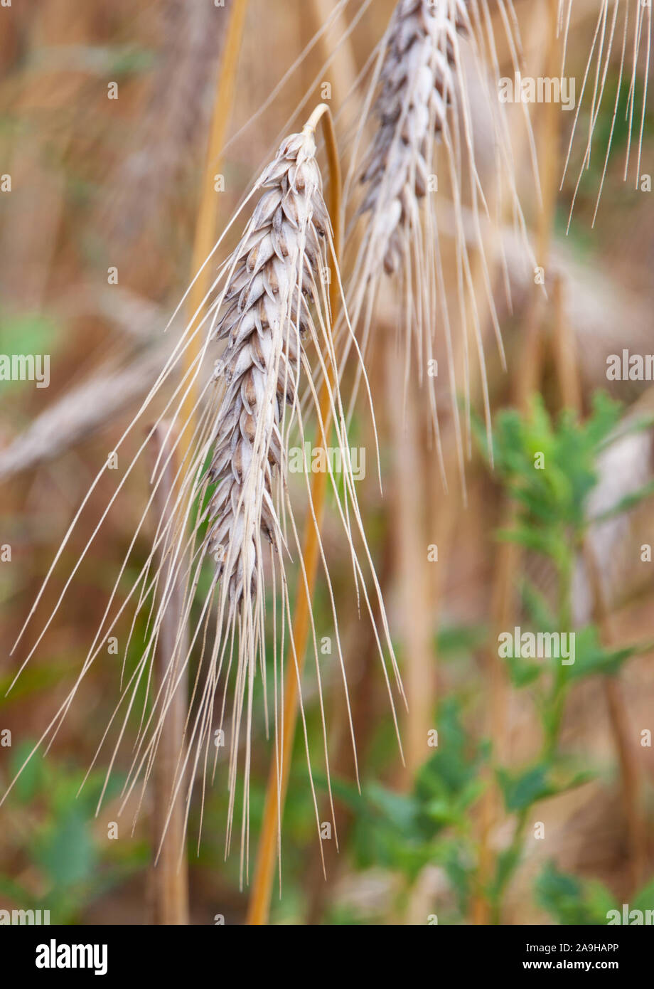 Forage triticale hi-res stock photography and images - Alamy