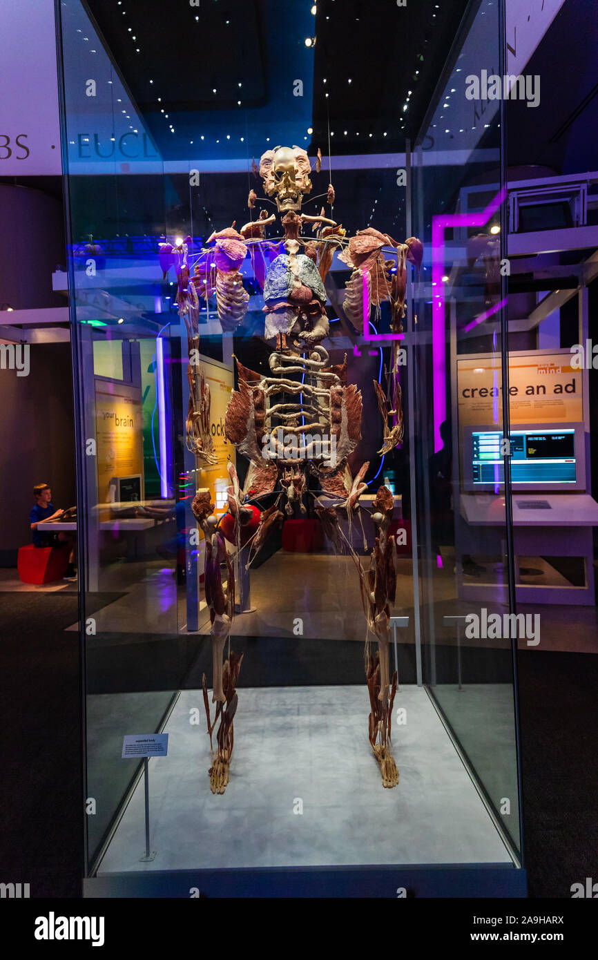 The Museum of Science and Industry an exhibit called, "YOU! The ...