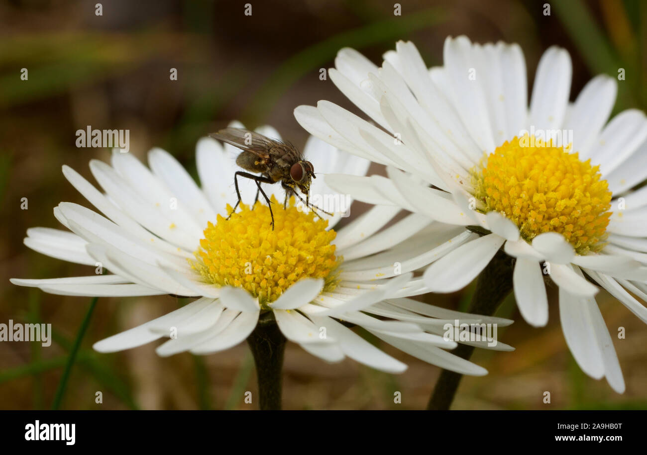 Fly on daisy Stock Photo - Alamy