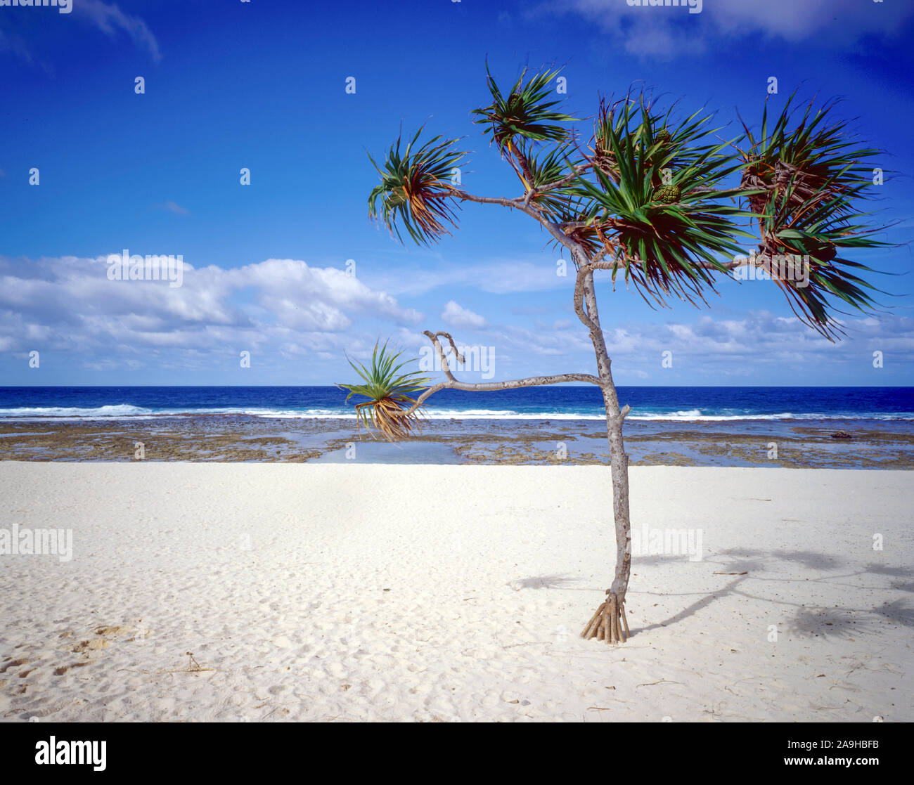 Pandanus palm at White Sands Beach, Efate Island, Vanuatu, Melenesia ...