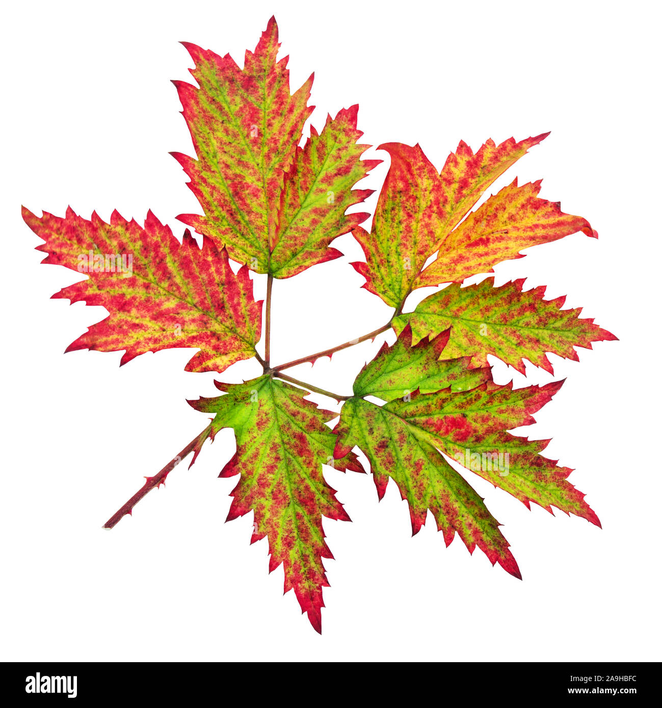 One autumn leaf against Cut Out Stock Images & Pictures - Alamy