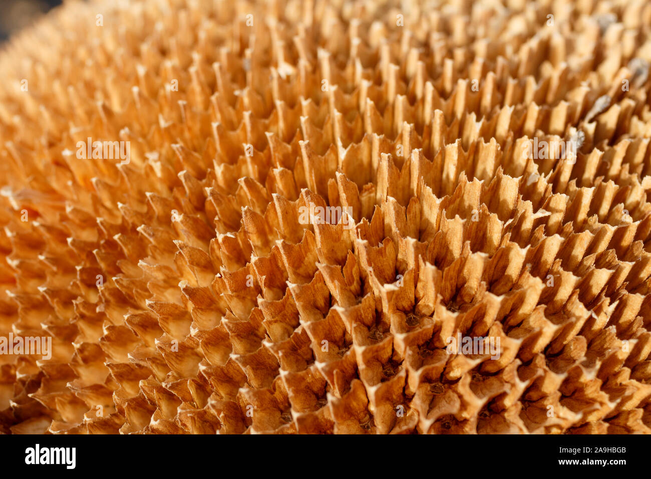 Texture of empty sunflower disk close up Stock Photo - Alamy