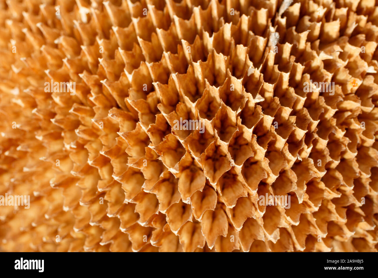 Texture of empty sunflower disk close up Stock Photo - Alamy