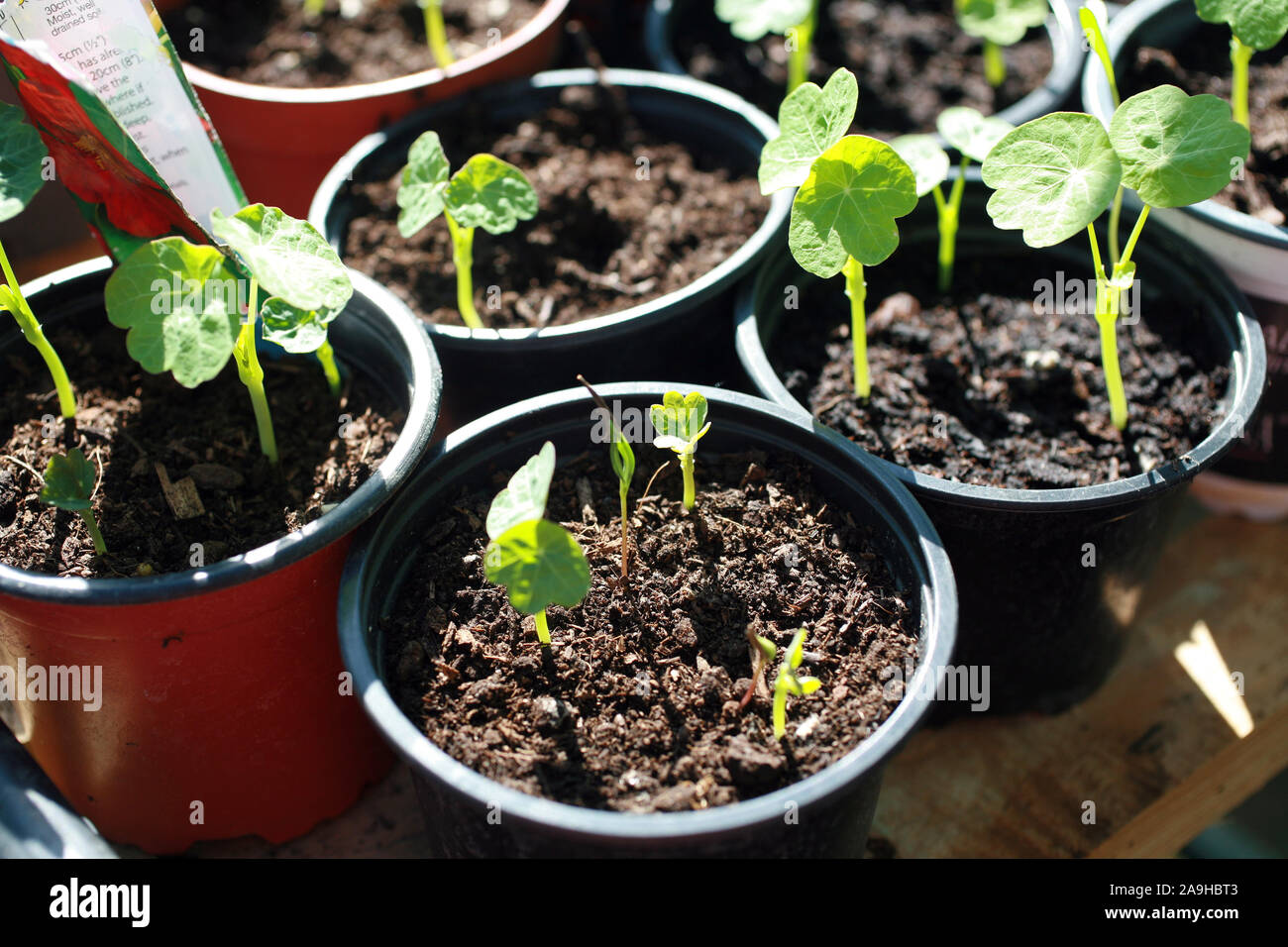 Cosmos seedlings hi-res stock photography and images - Alamy