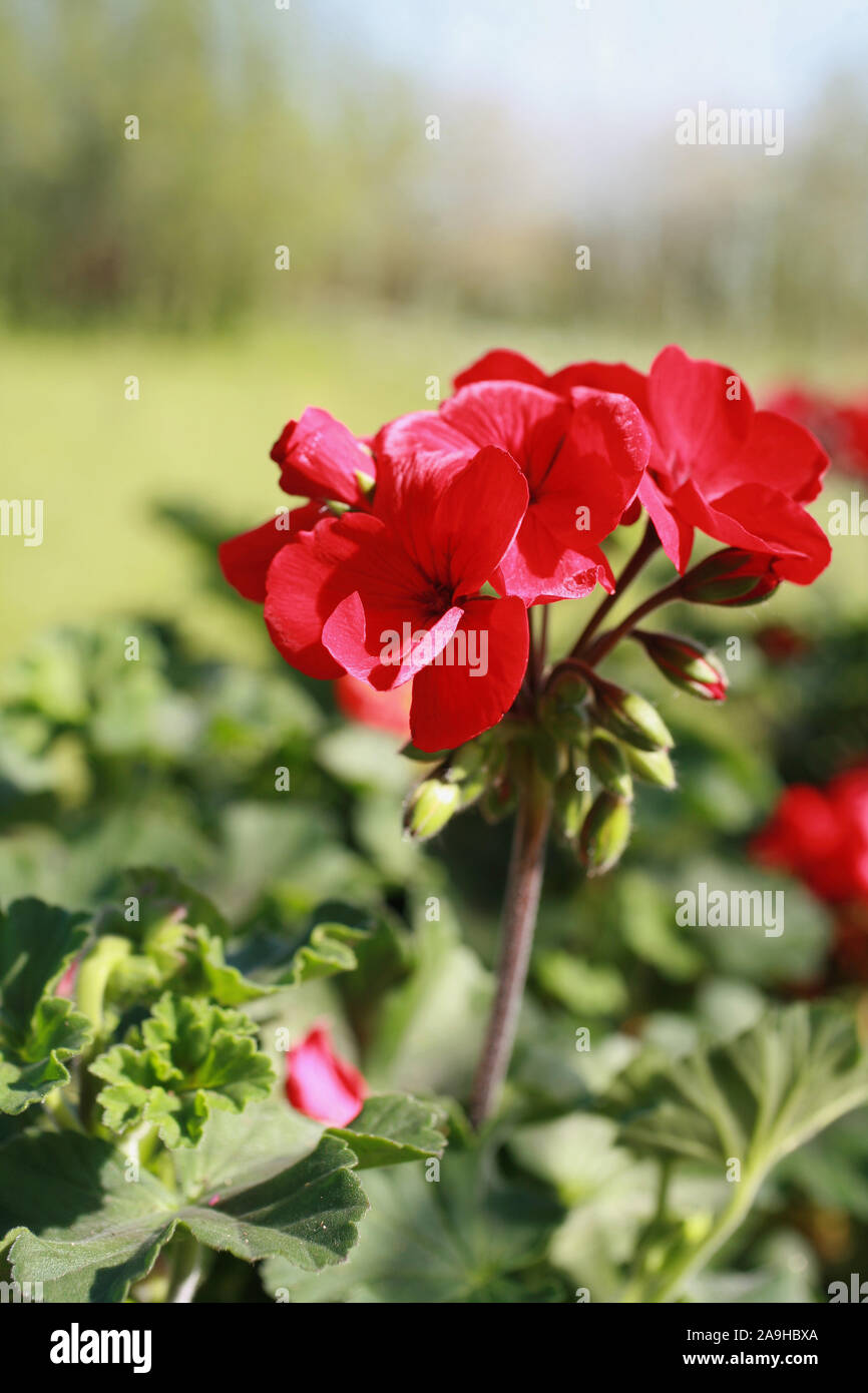 Pelargonium nursery hi-res stock photography and images - Alamy