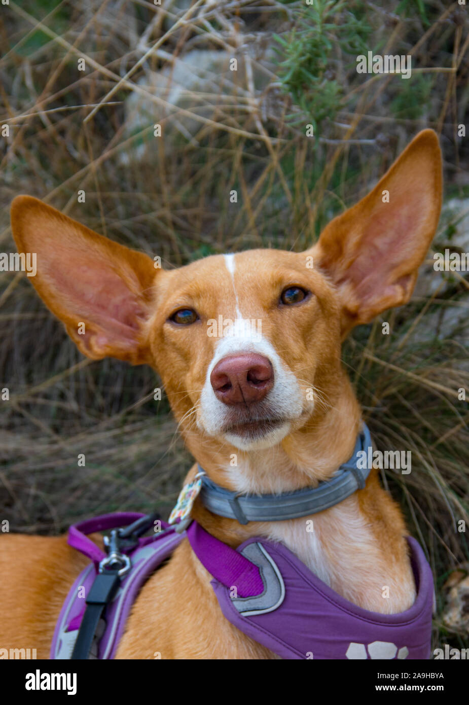 cutie dogs posing for the camera wirh beautiful landscape Stock Photo ...
