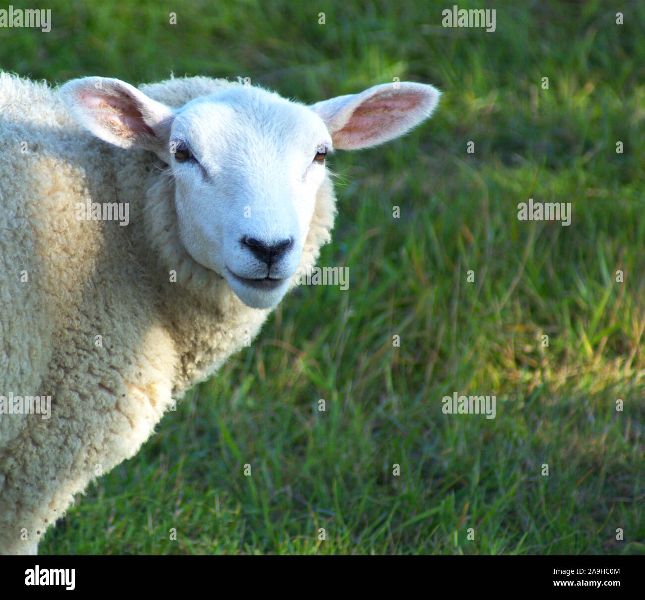 Sheep and nature background Stock Photo - Alamy