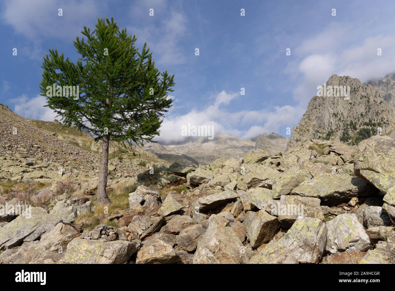 Lone Pine Tree surrounded by Rocks Stock Photo - Alamy