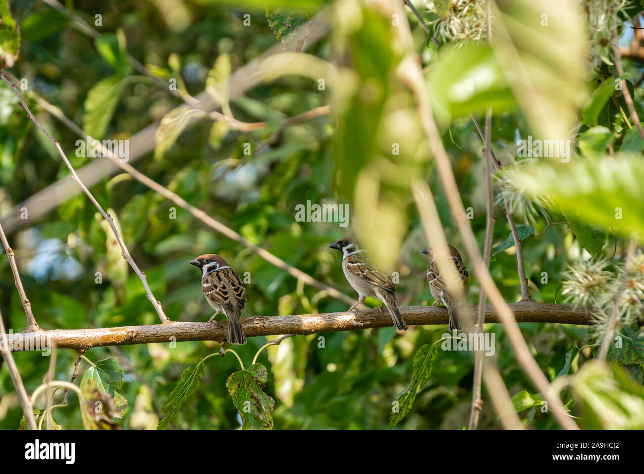 Three sparrows hiding on a branch Stock Photo - Alamy
