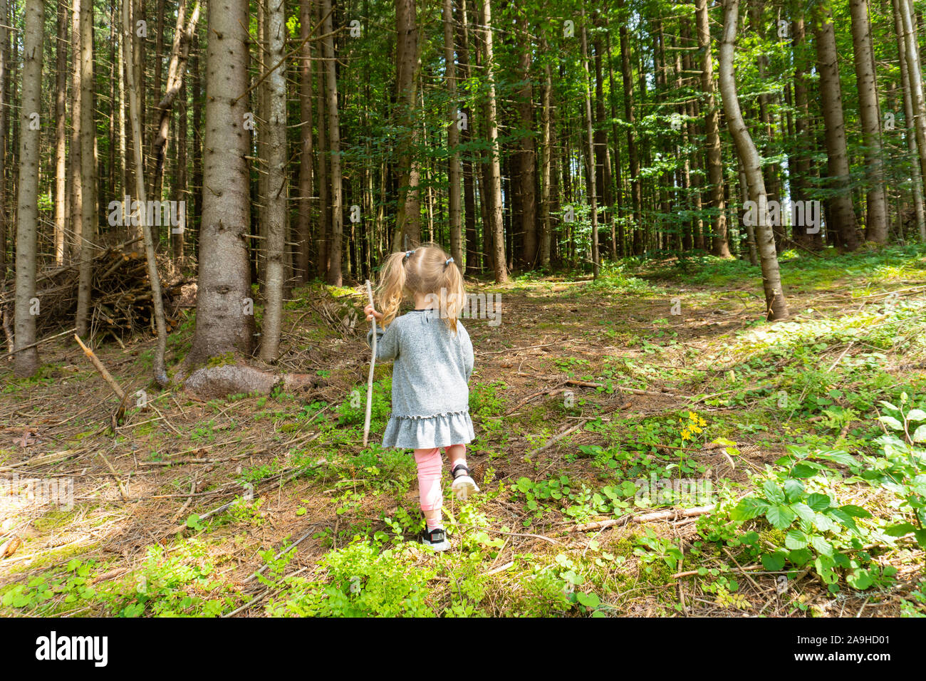 Little child girl walking alone in the pine tree Stock Photo - Alamy