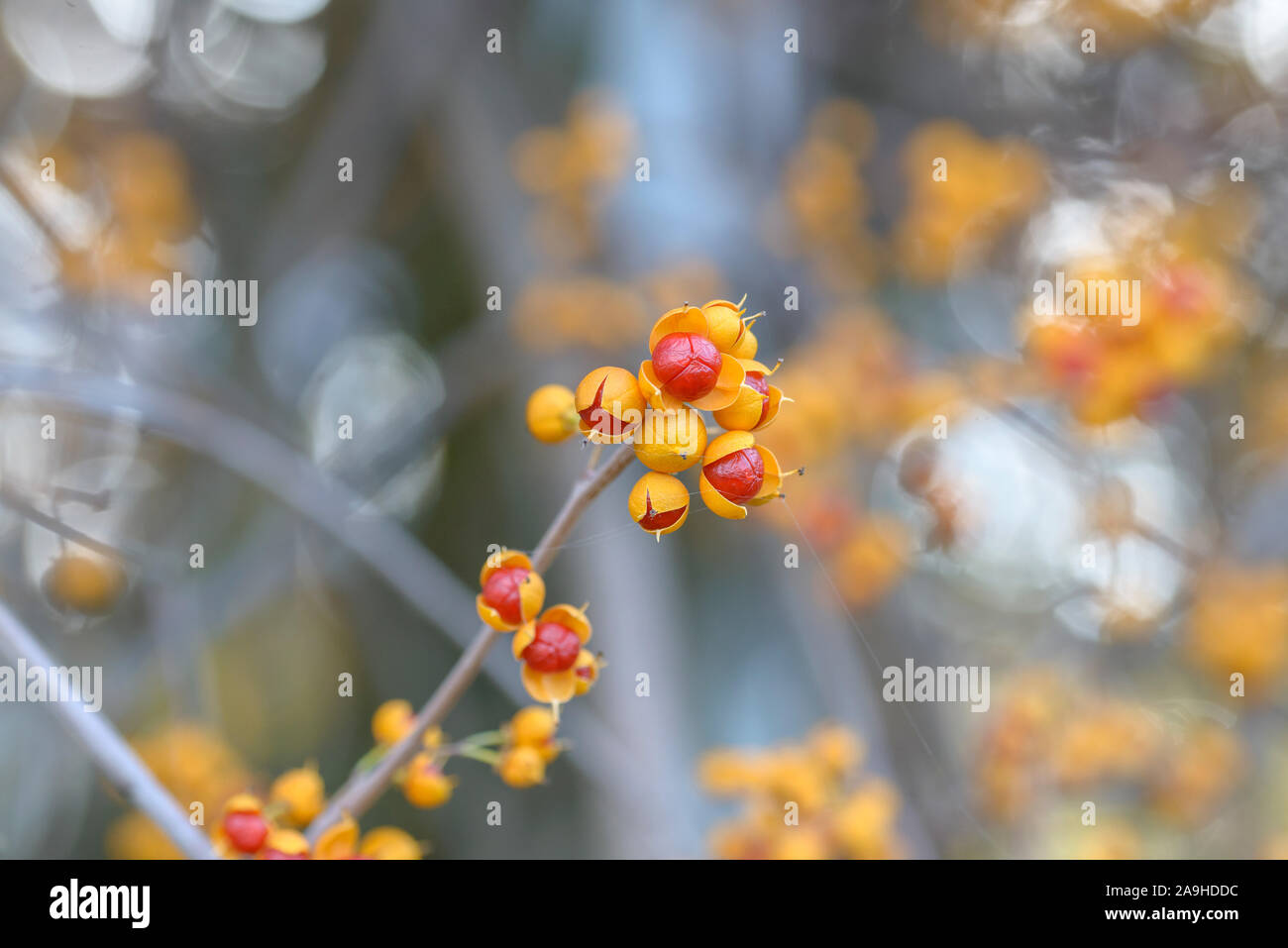 Celastrus Orbiculatus High Resolution Stock Photography and Images - Alamy