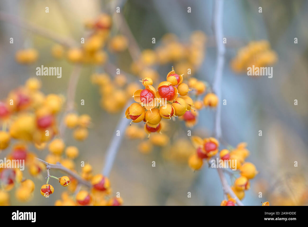 Celastrus orbiculatus hi-res stock photography and images - Alamy
