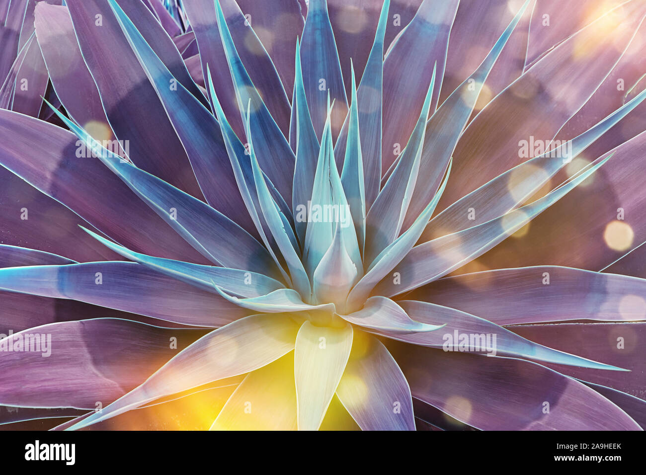 Beautifully bloomed agave leaves like lotus flower. Toned floral ...
