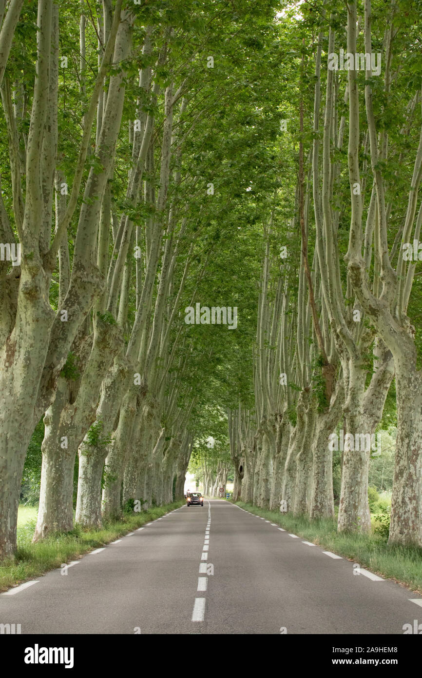 Typical french tree lined road hi-res stock photography and images - Alamy
