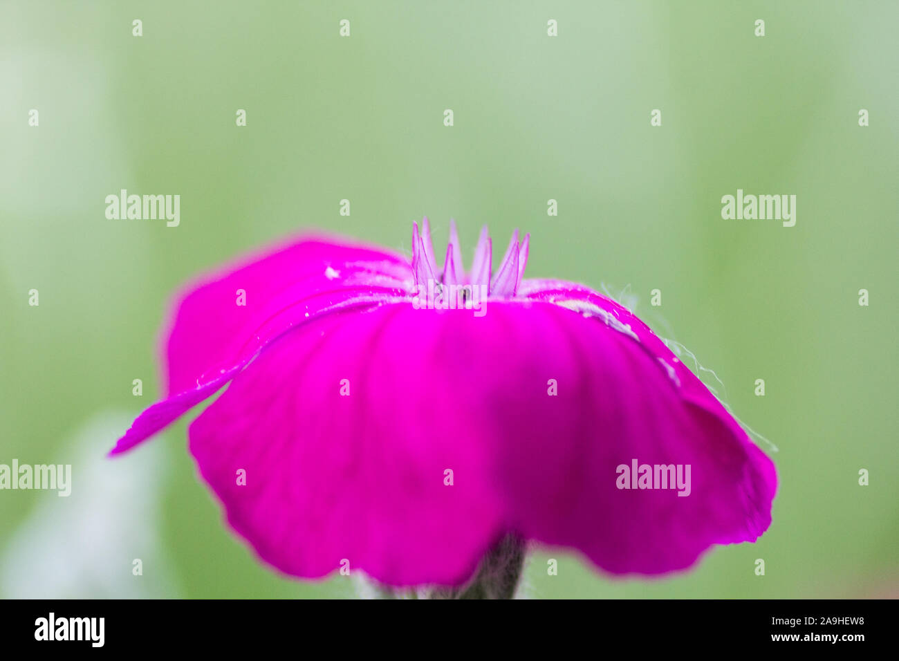 Crown campion hi-res stock photography and images - Alamy